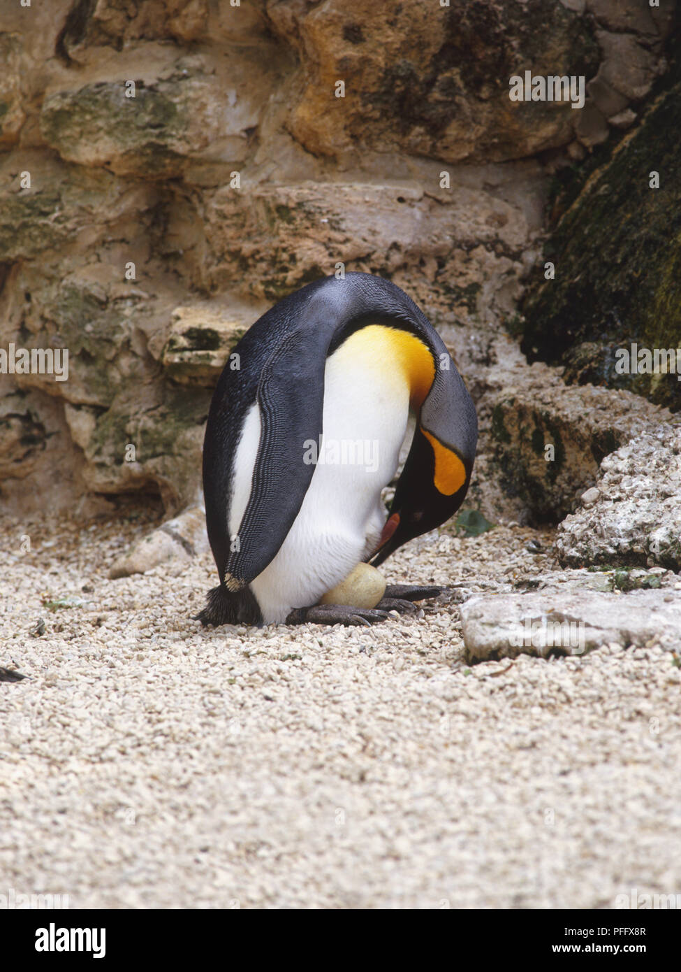 Penguin reproduction cycle hi-res stock photography and images - Alamy