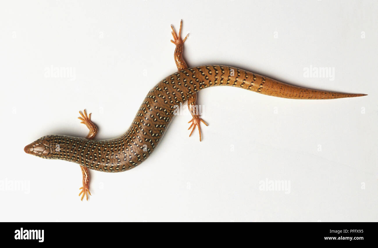 Ocellatus hi-res stock photography and images - Alamy