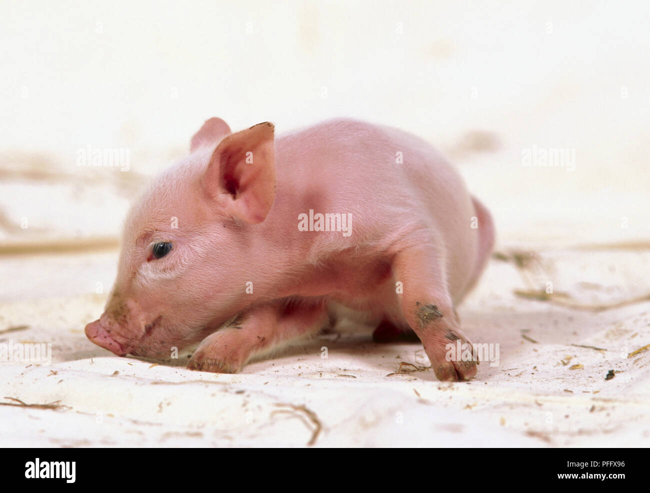 Pig Standing On Hind Legs Front View