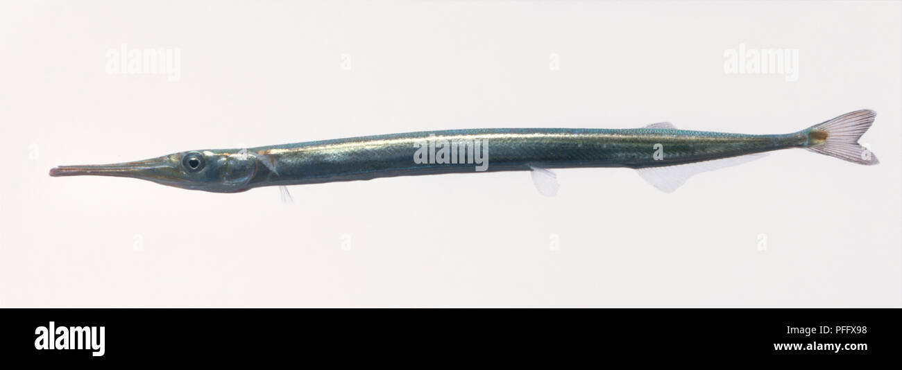 Belone belone hi-res stock photography and images - Alamy