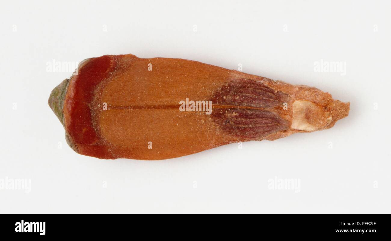 Ovuliferous scale hi-res stock photography and images - Alamy