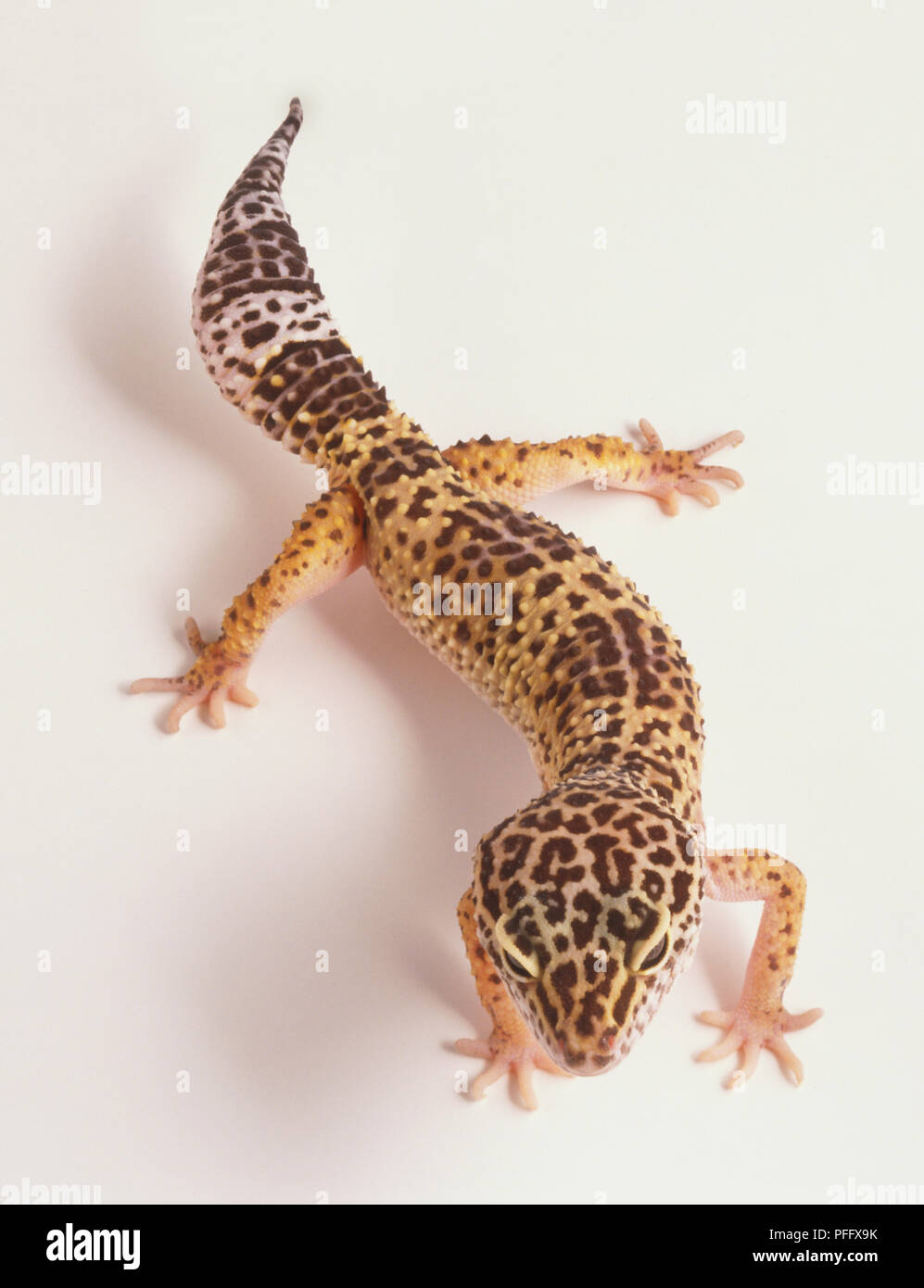 Leopard Gecko (Eublepharis macularius), overhead view Stock Photo - Alamy