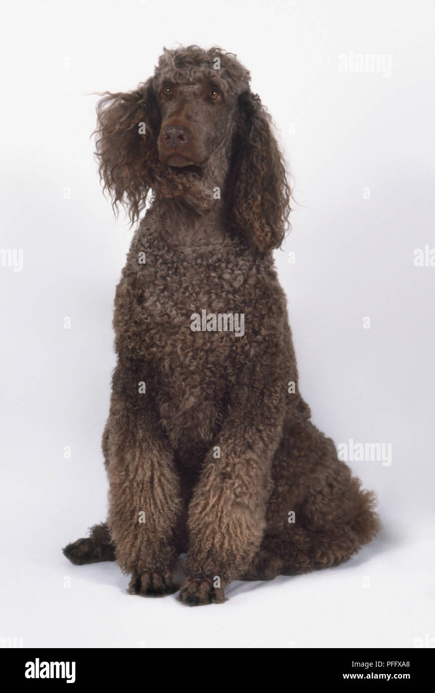 Dog being bathed hi-res stock photography and images - Alamy