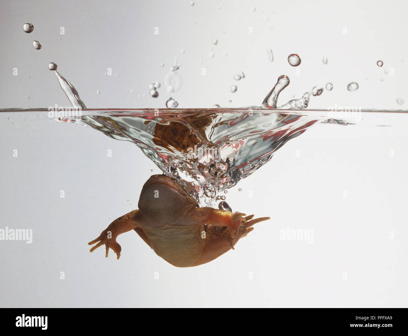 European Common Frog, Rana temporaria, underwater view of frog swimming ...