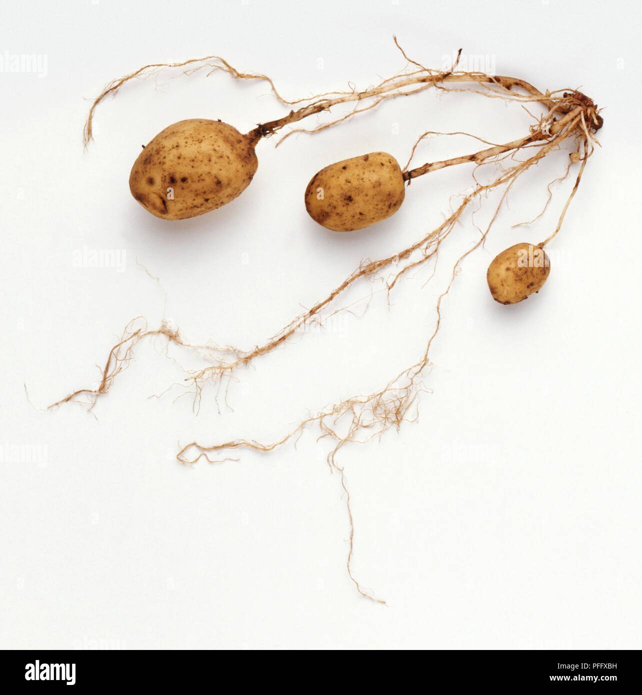 Three roots hi-res stock photography and images - Alamy