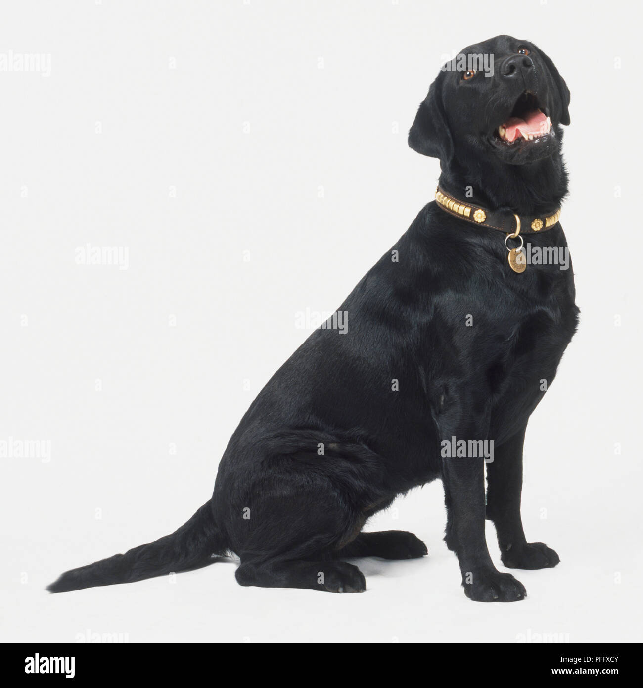 Black Labrador Retriever (Canis familiaris), sitting, looking up, side ...