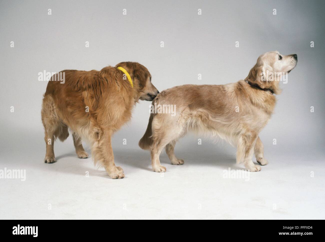 Two Golden Retrievers, the male sniffing the female's rear end Stock ...
