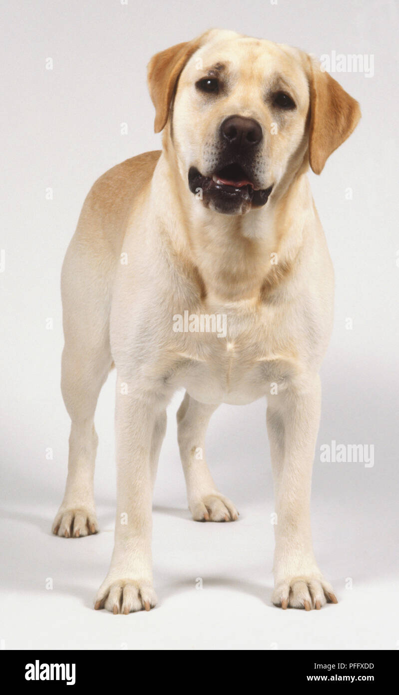 Standing Dog Front View