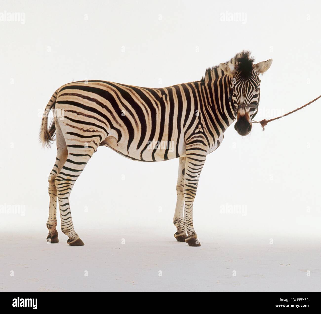 Burchell's zebra, standing, looking at camera Stock Photo - Alamy