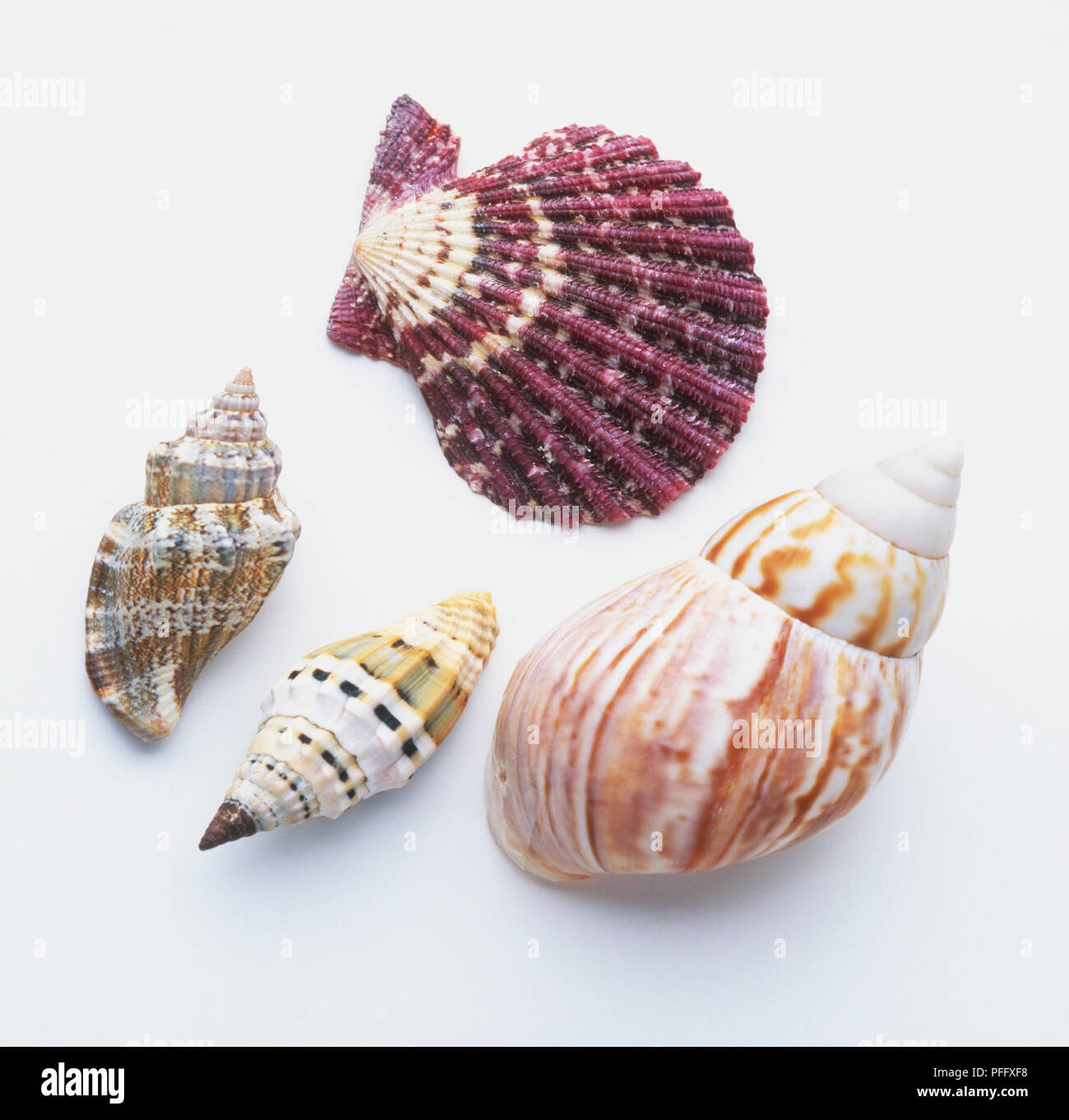 Four shells hi-res stock photography and images - Alamy
