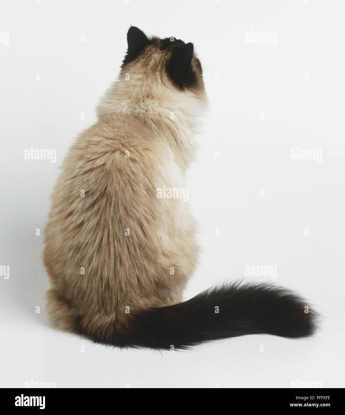 Colourpoint Persian has it's back to the camerea and is looking up ...