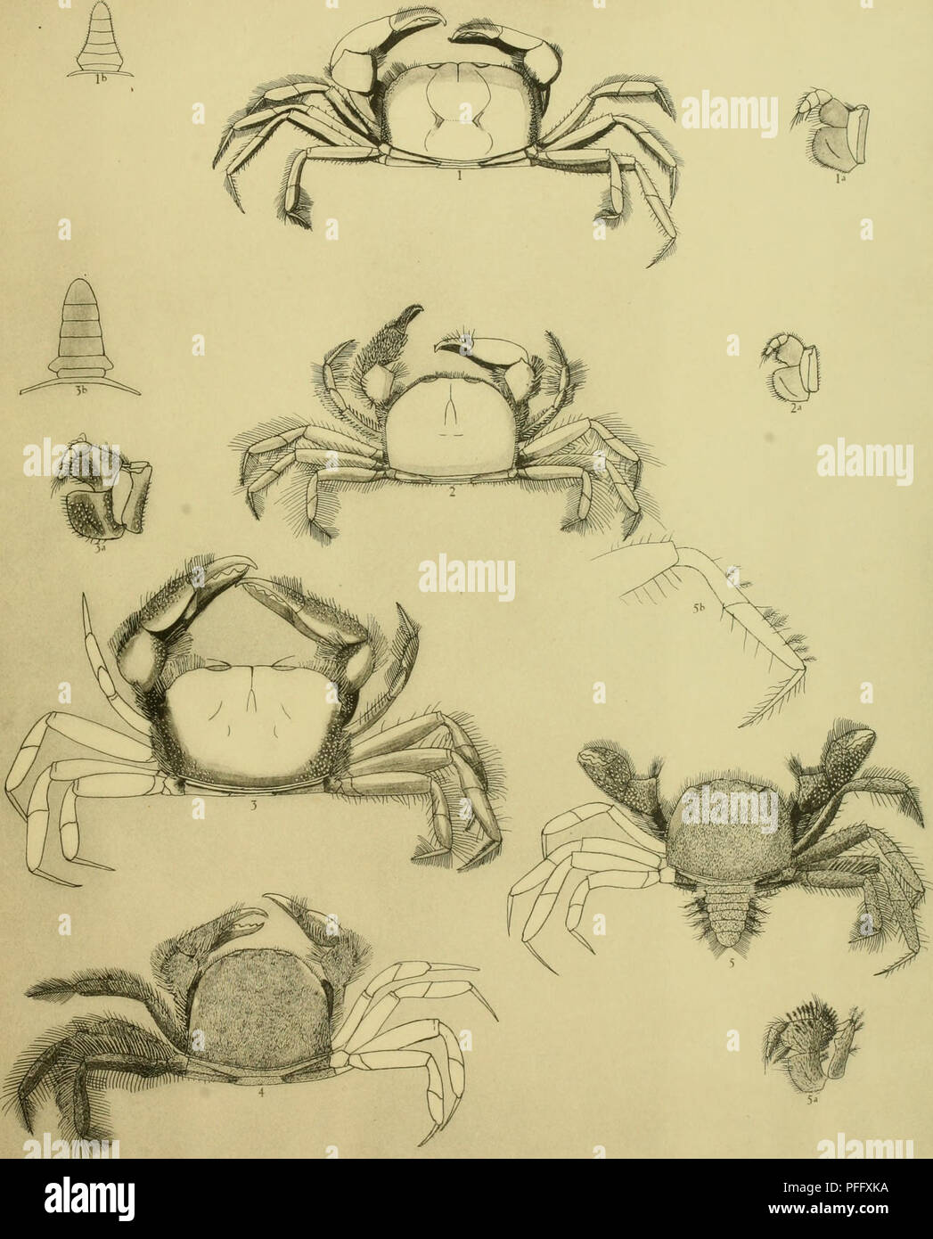 . The Decapoda Brachyura of the Siboga Expedition. Siboga Expedition ...