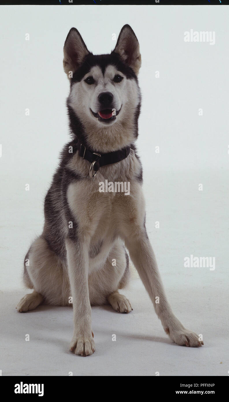 Front view of a seated Husky Dog Stock Photo - Alamy