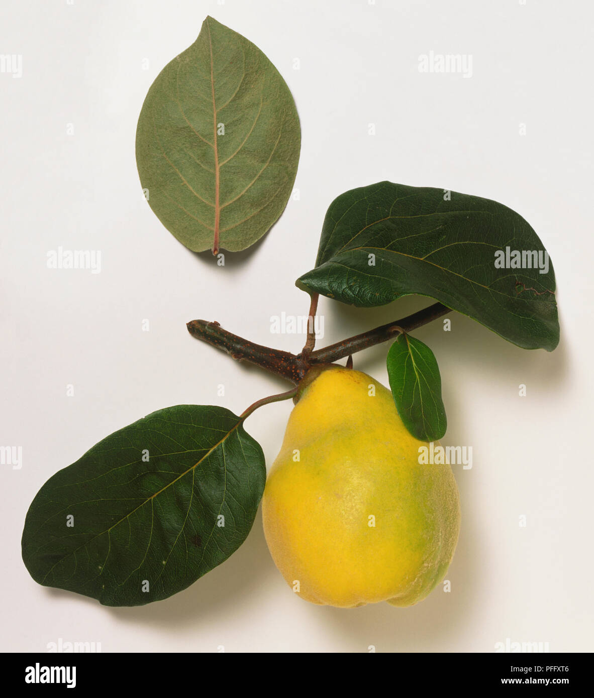 Cydonia rosaceae hi-res stock photography and images - Alamy