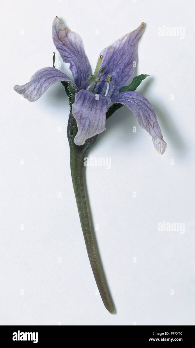 Mandrake Mandragora Officinarum Flower High Resolution Stock ...