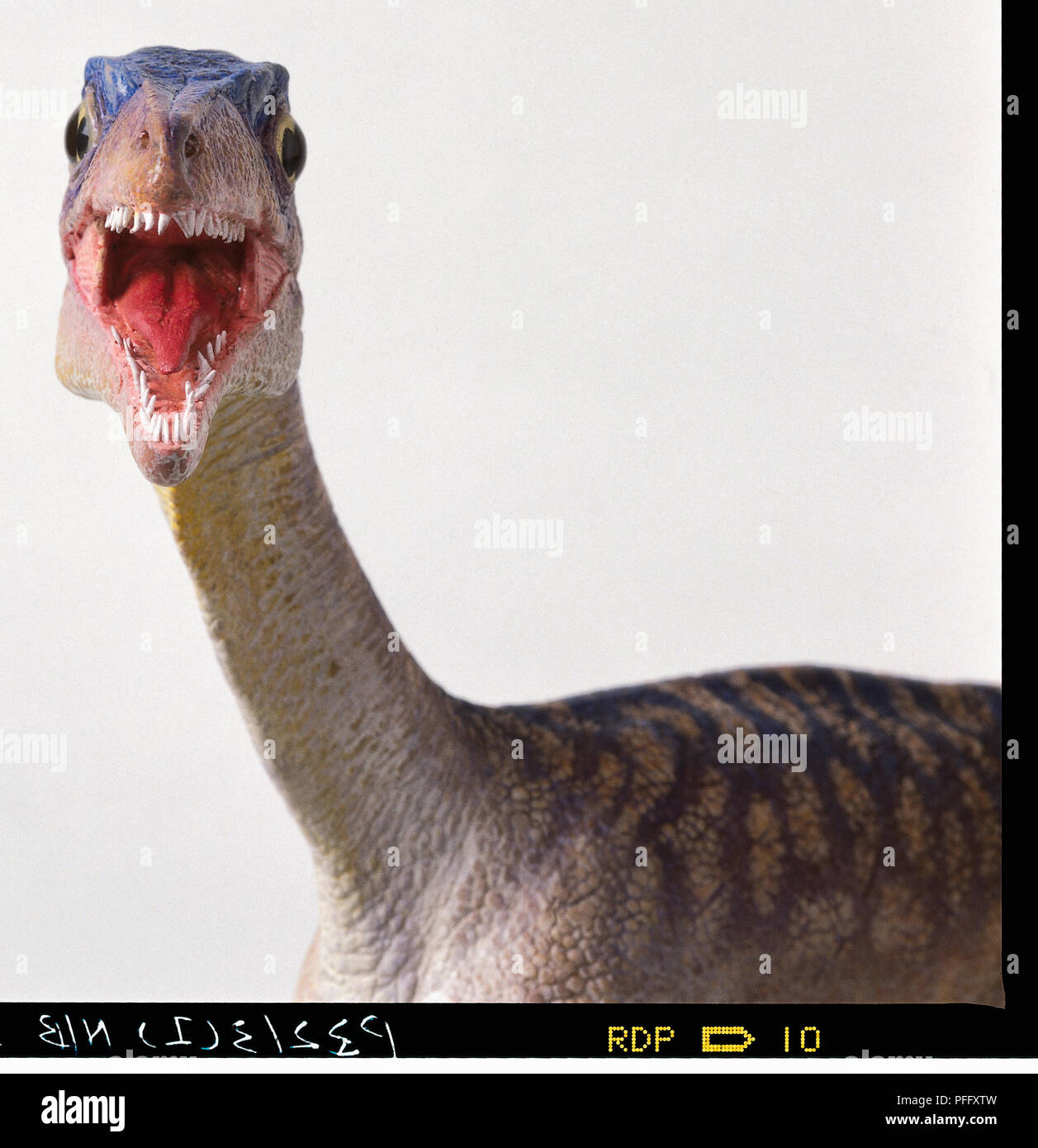 Front view with mouth open, model of a the head and long thin neck of a ...