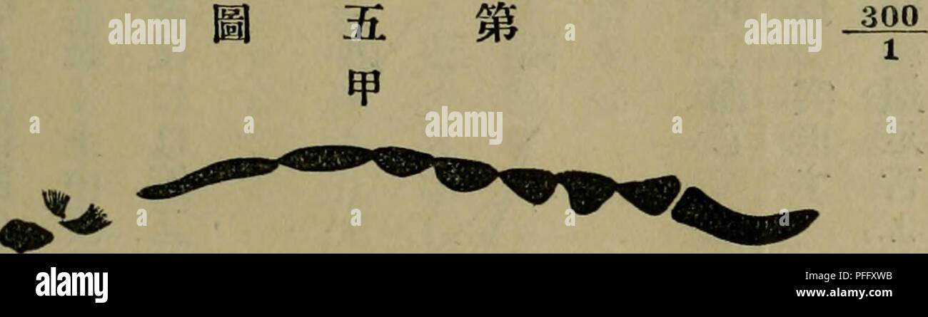 This zoological journal discusses the anatomical similarities between ...