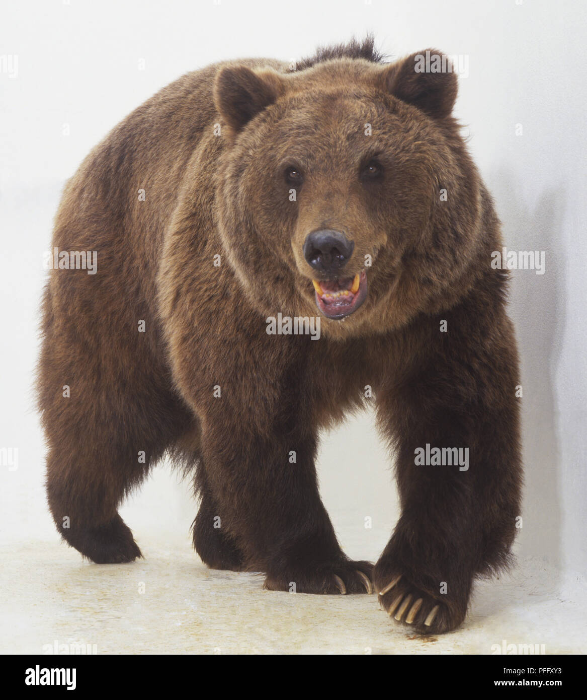 Brown Bear (Ursus arctos) walking, facing forward Stock Photo - Alamy