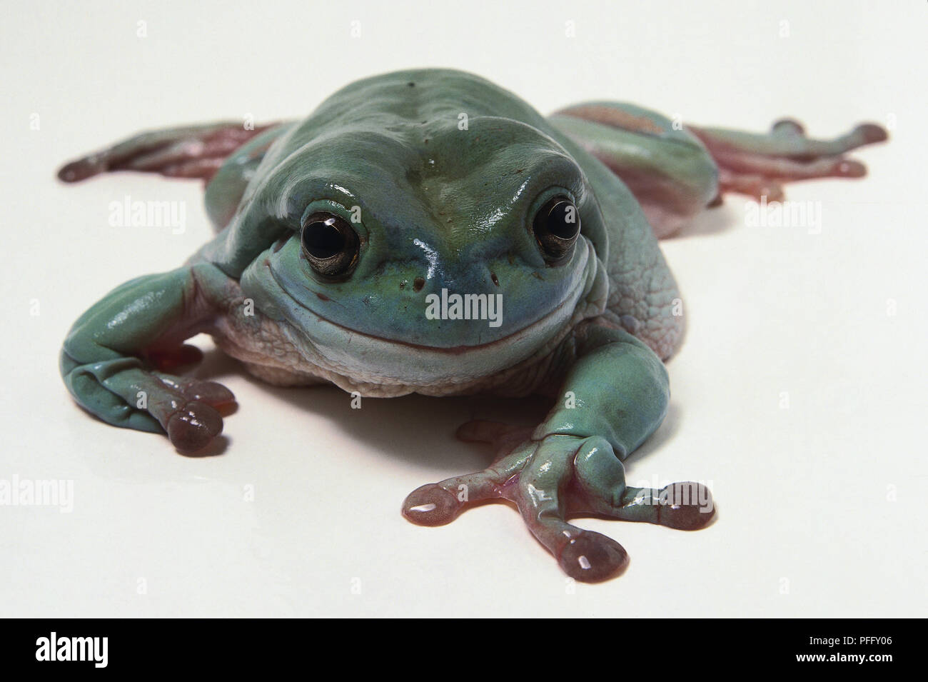 Front view of Australian Tree Frog Stock Photo - Alamy