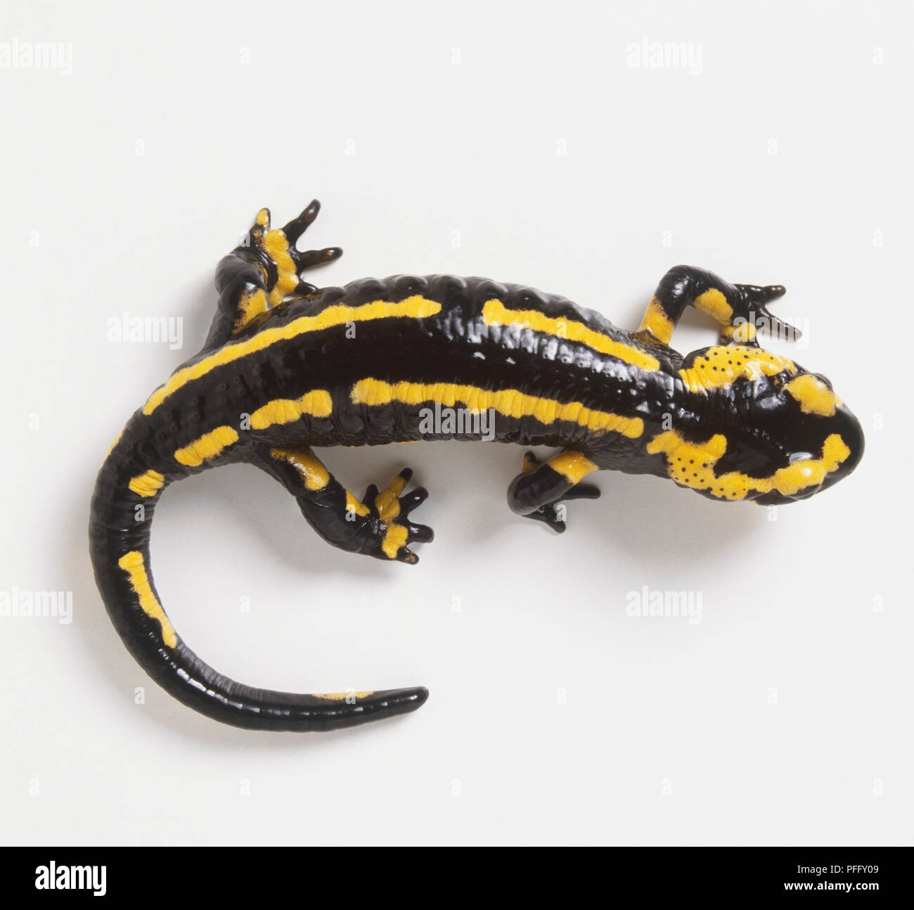 European Fire Salamander (Salamandra salamandra), view from above Stock ...