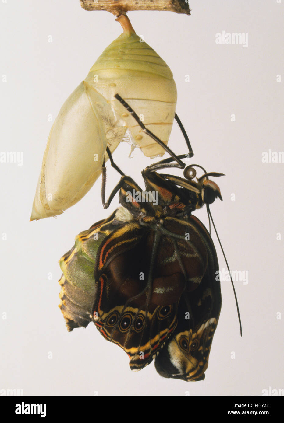 Blue morpho butterfly chrysalis hi-res stock photography and images - Alamy