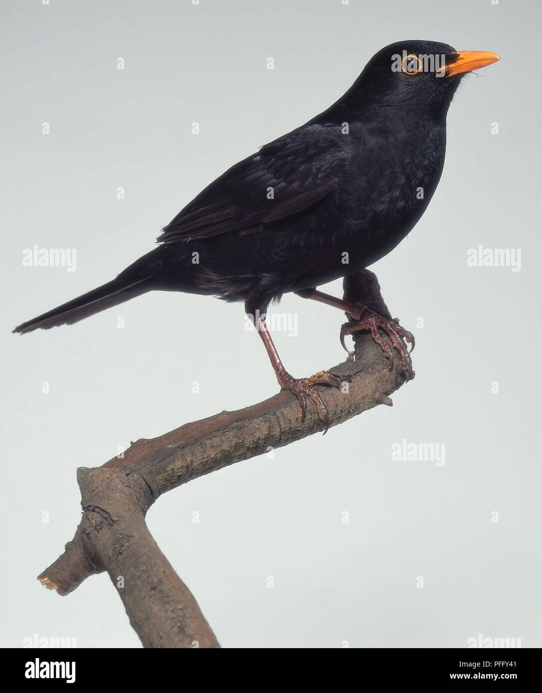 Side view of a male Eurasian Blackbird, perching on a thin branch, with ...