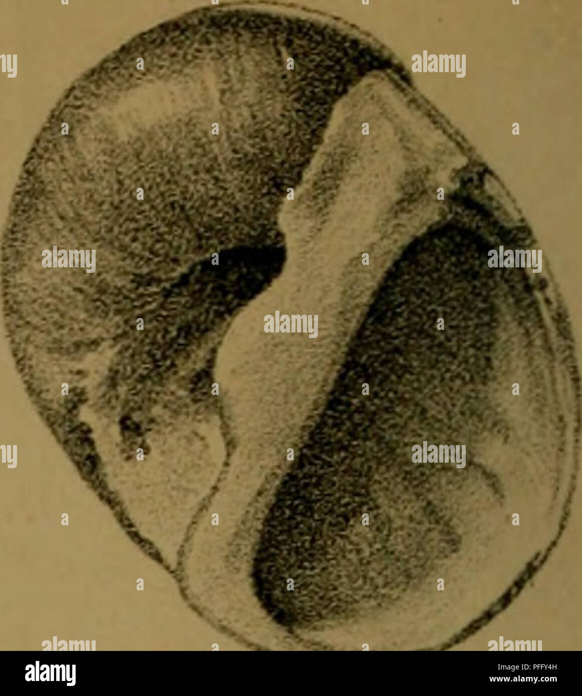 The image from the 'Zoology Journal' illustrates key zoological ...