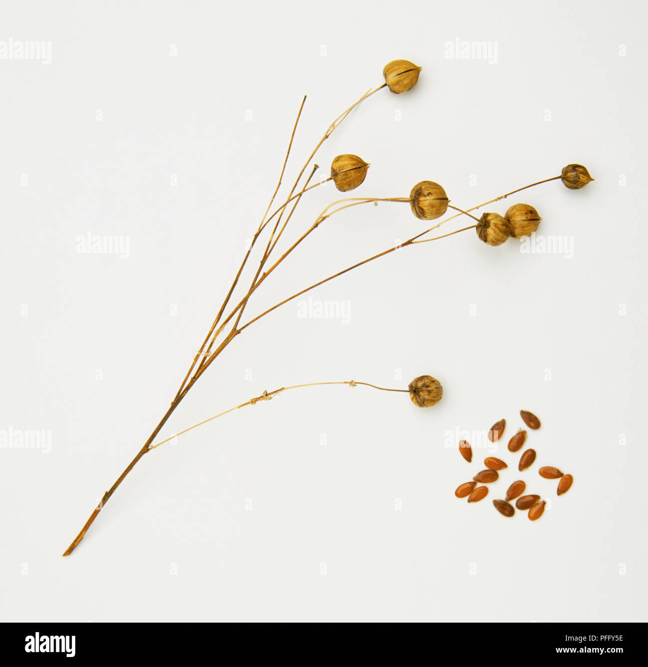 Flax stalk hi-res stock photography and images - Alamy