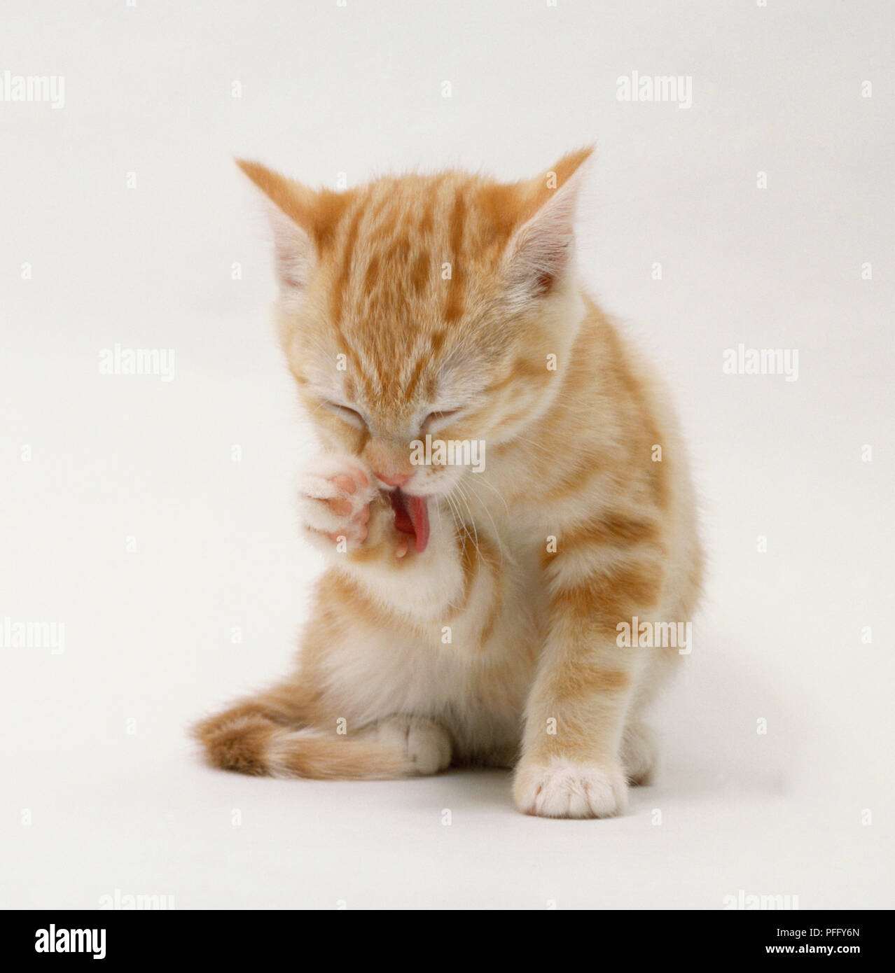 Ginger kitten cleaning paw Stock Photo - Alamy