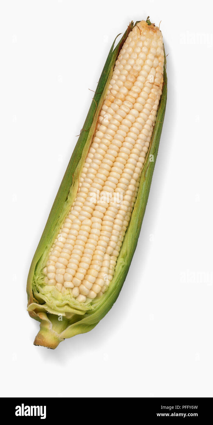Maize or corn ear zea mays hi-res stock photography and images - Alamy