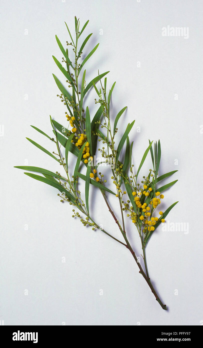 The wattle hi-res stock photography and images - Alamy