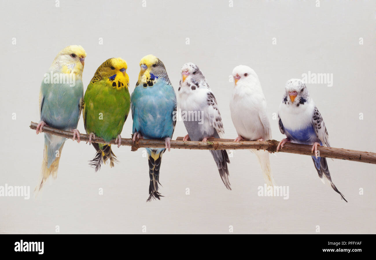 Green budgerigars budgies melopsittacus hi-res stock photography and ...