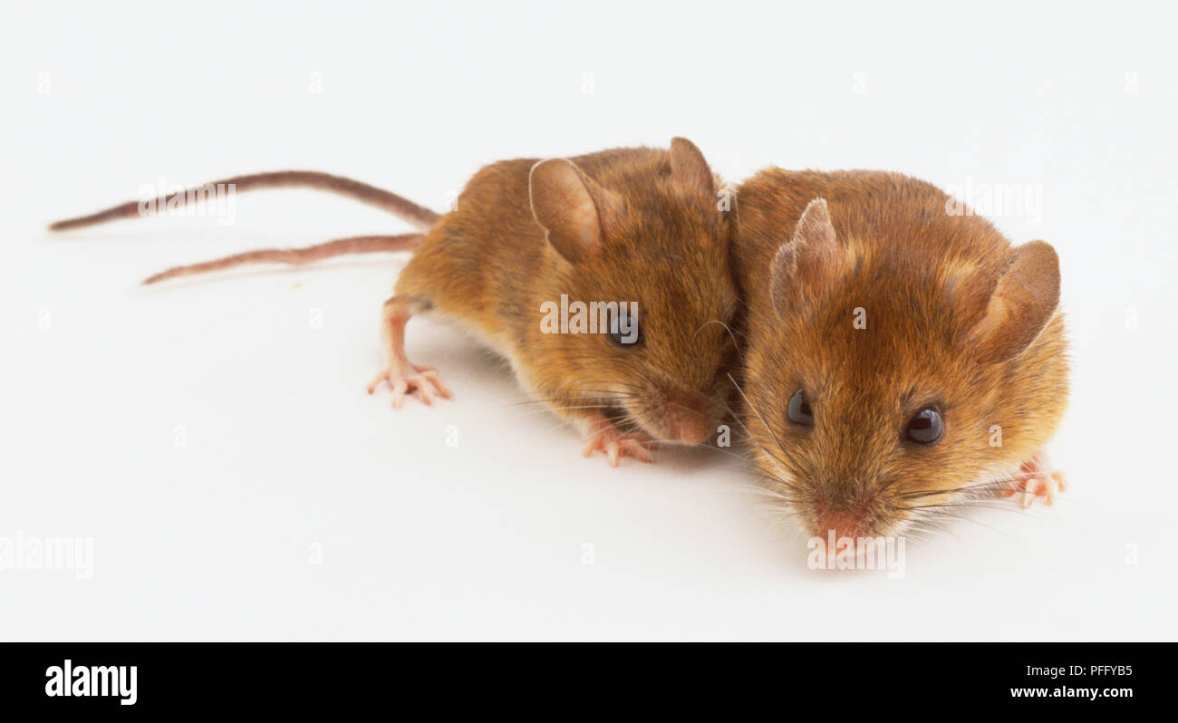 Two mice hi-res stock photography and images - Alamy