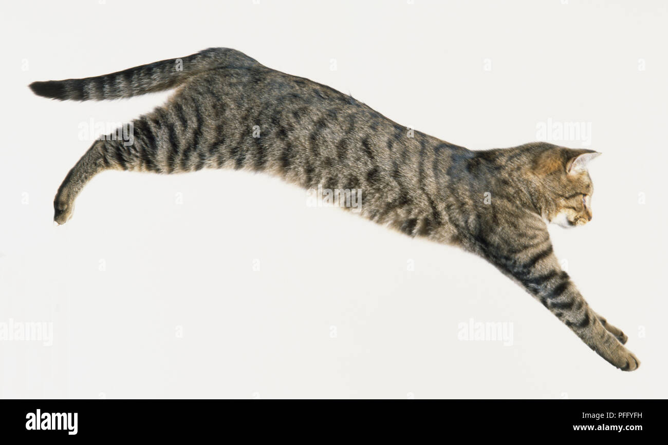 Cat Leaping