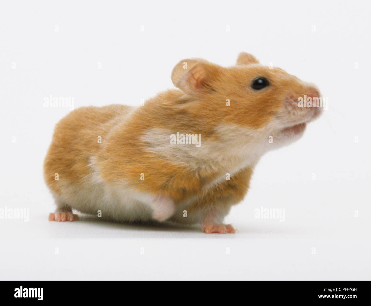 Light brown and white Hamster (Cricetus cricetus) sniffing Stock Photo ...