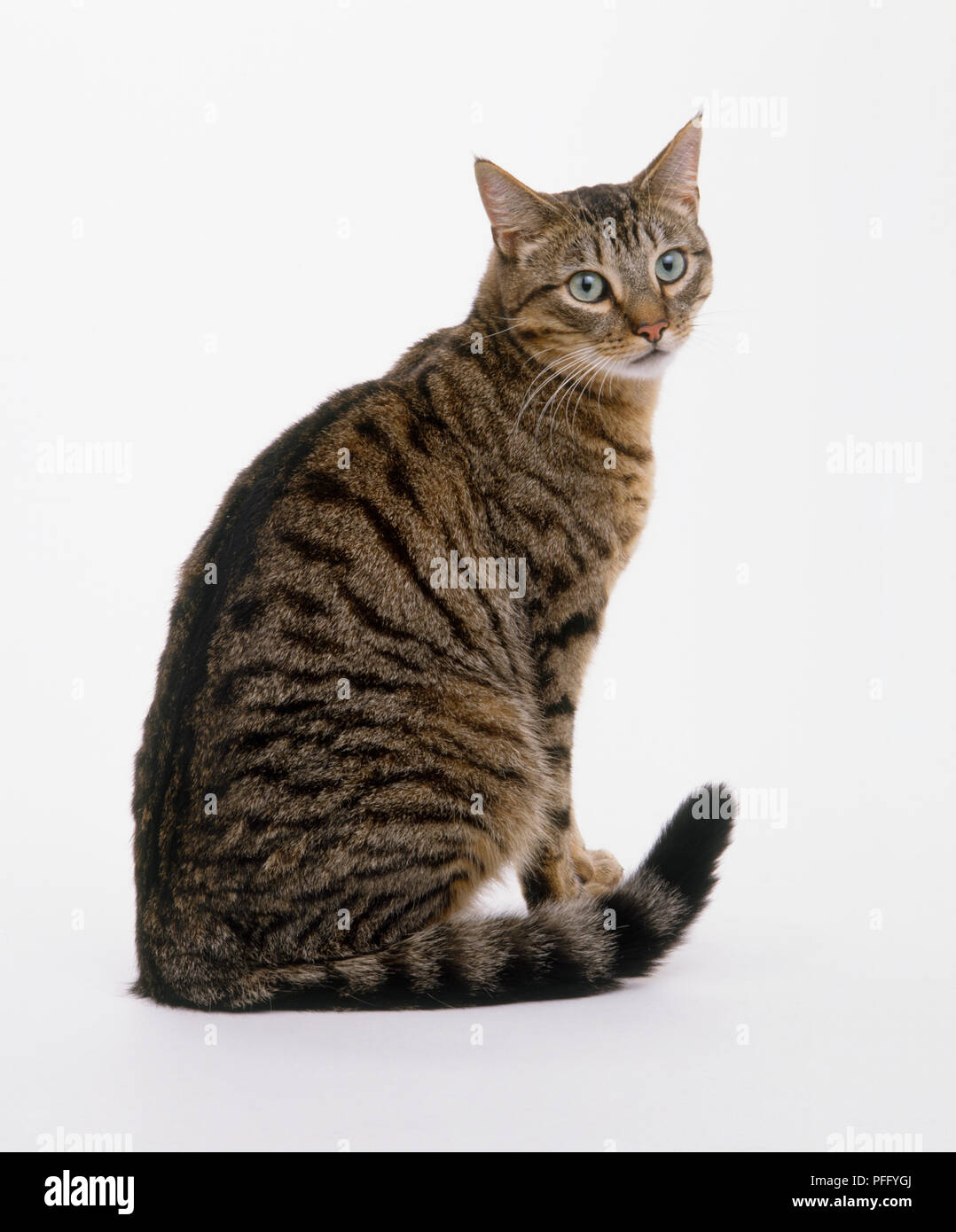 A seated grey tabby cat, facing forward Stock Photo - Alamy