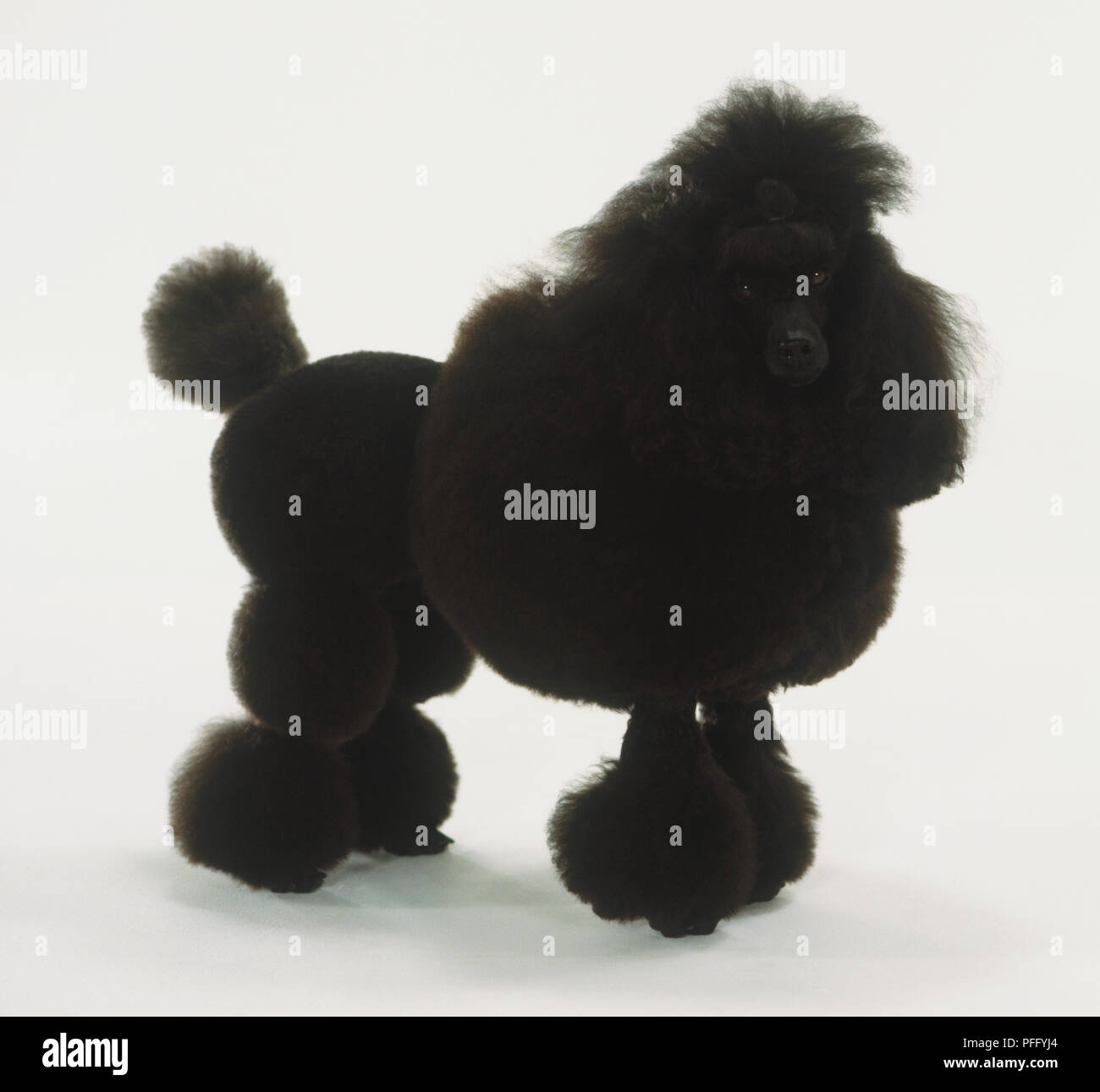 Standing Black Poodle (Canis familiaris), side view Stock Photo - Alamy