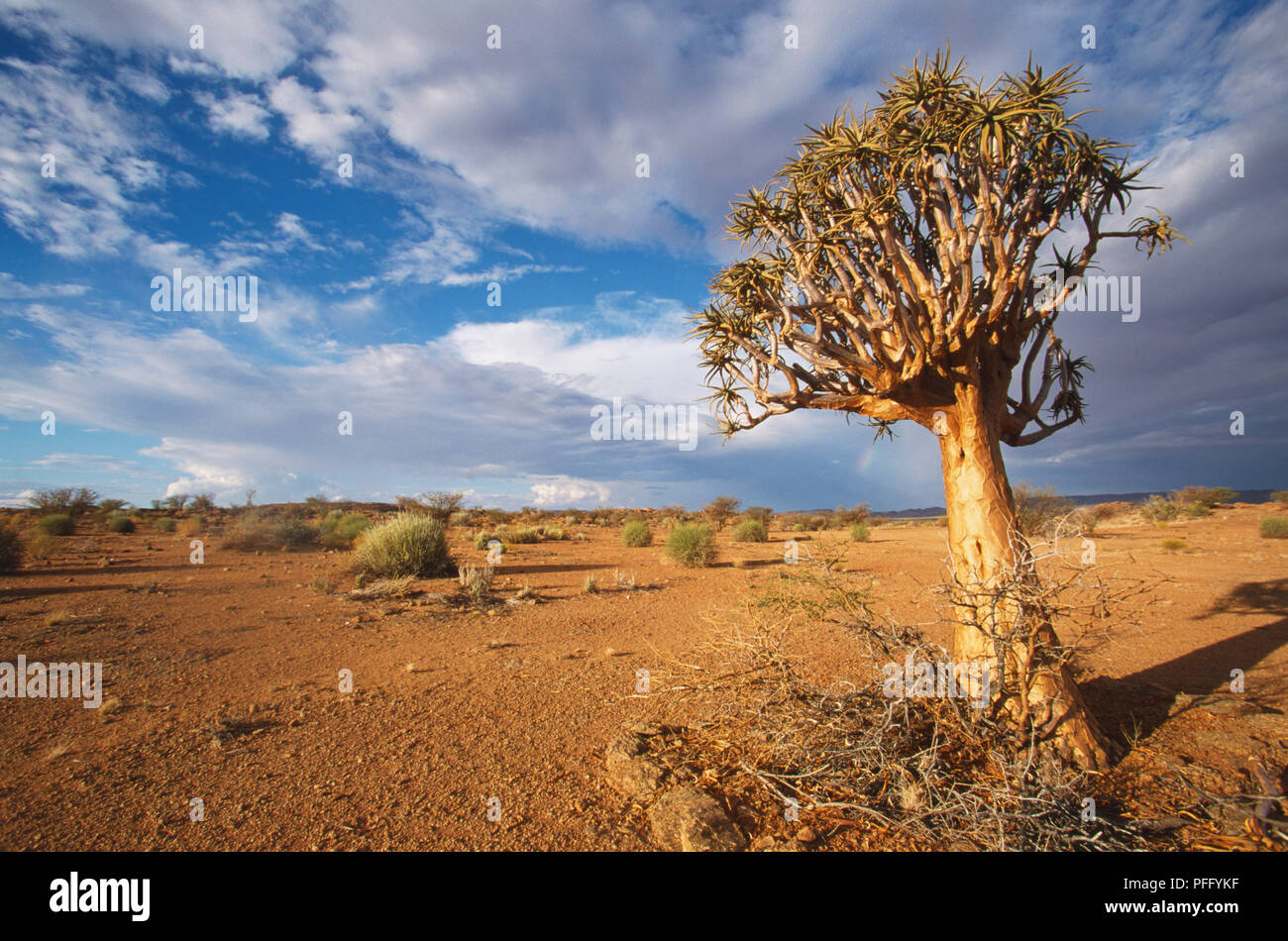 A bleak arid moonscape with curious flora such as the kokerboom (quiver ...