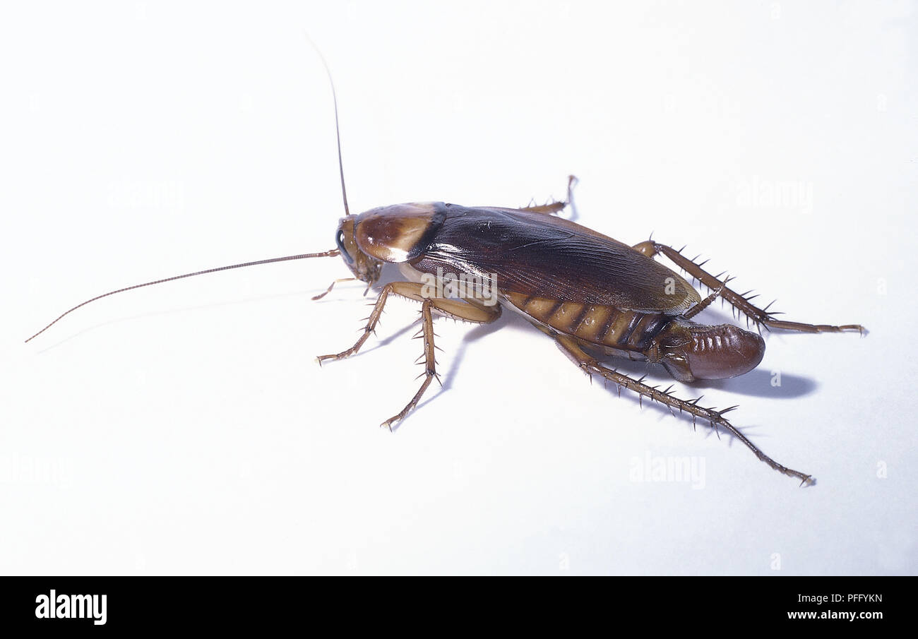 Female Cockroach with egg purse Stock Photo - Alamy