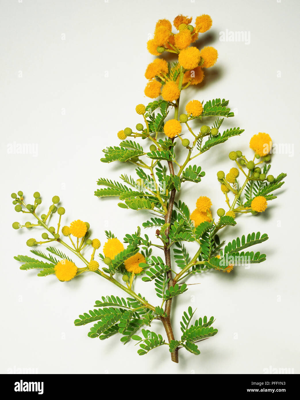 Acacia karoo hi-res stock photography and images - Alamy