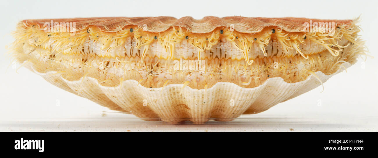 Scallop (Pectinidae), side view showing tentacles Stock Photo - Alamy