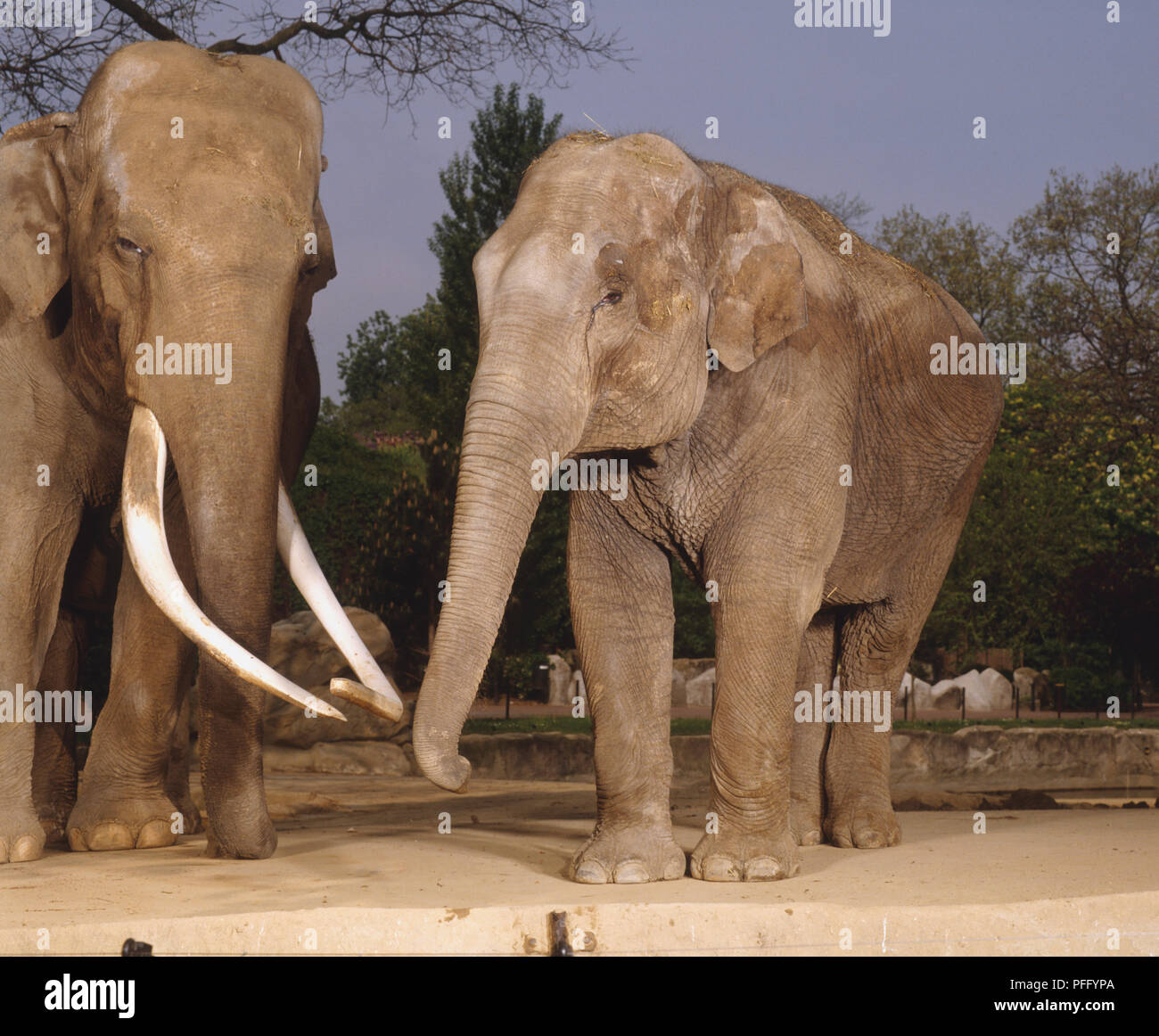 Elephas maximus, asian elephant, indian cow elephant, eight years old ...