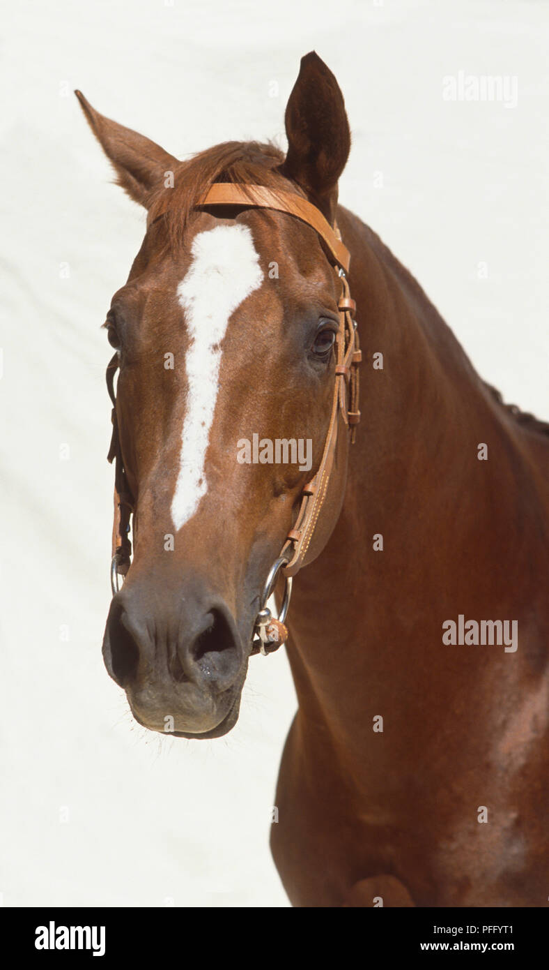 Anglo arab horse hi-res stock photography and images - Alamy