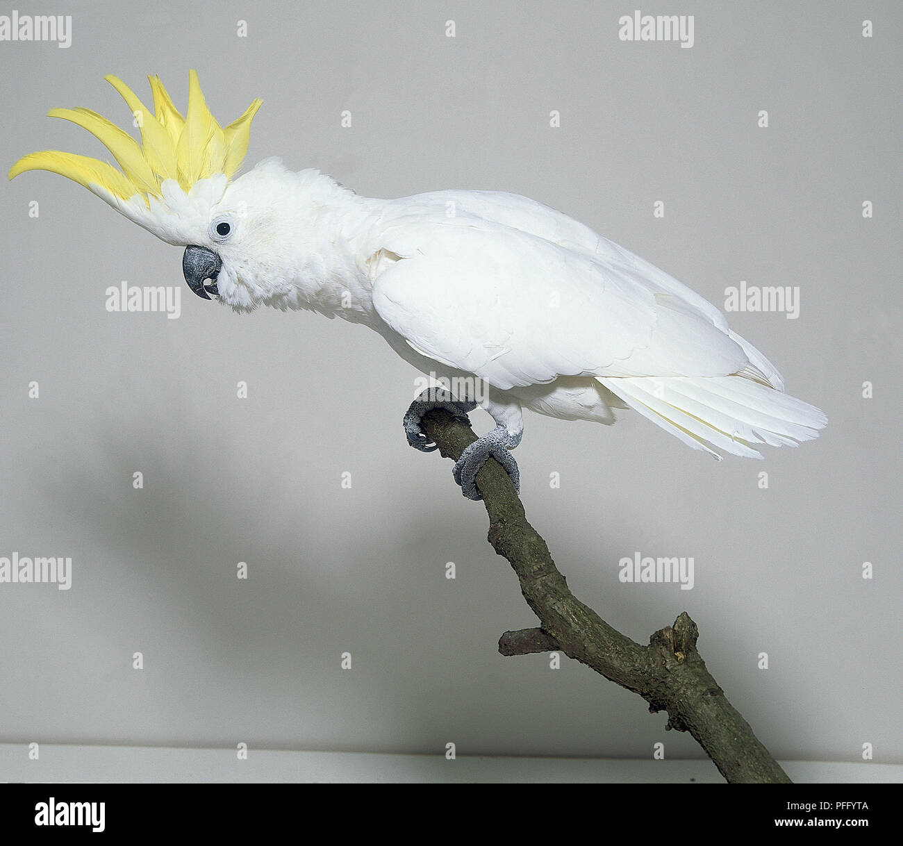 Side view of a Sulphur-Crested Cockatoo with head in profile, perching ...