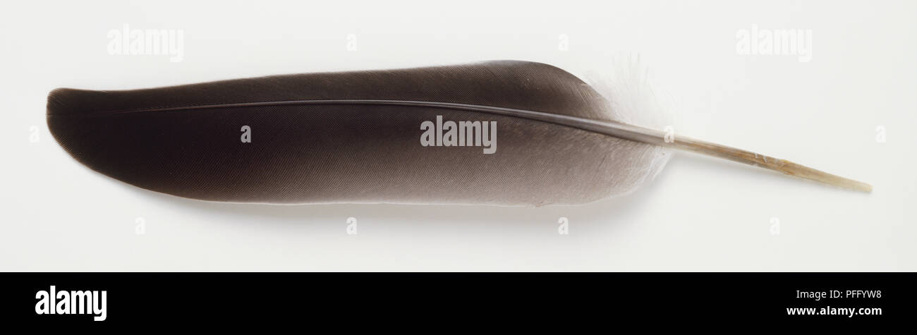 Feather anatomy hi-res stock photography and images - Alamy