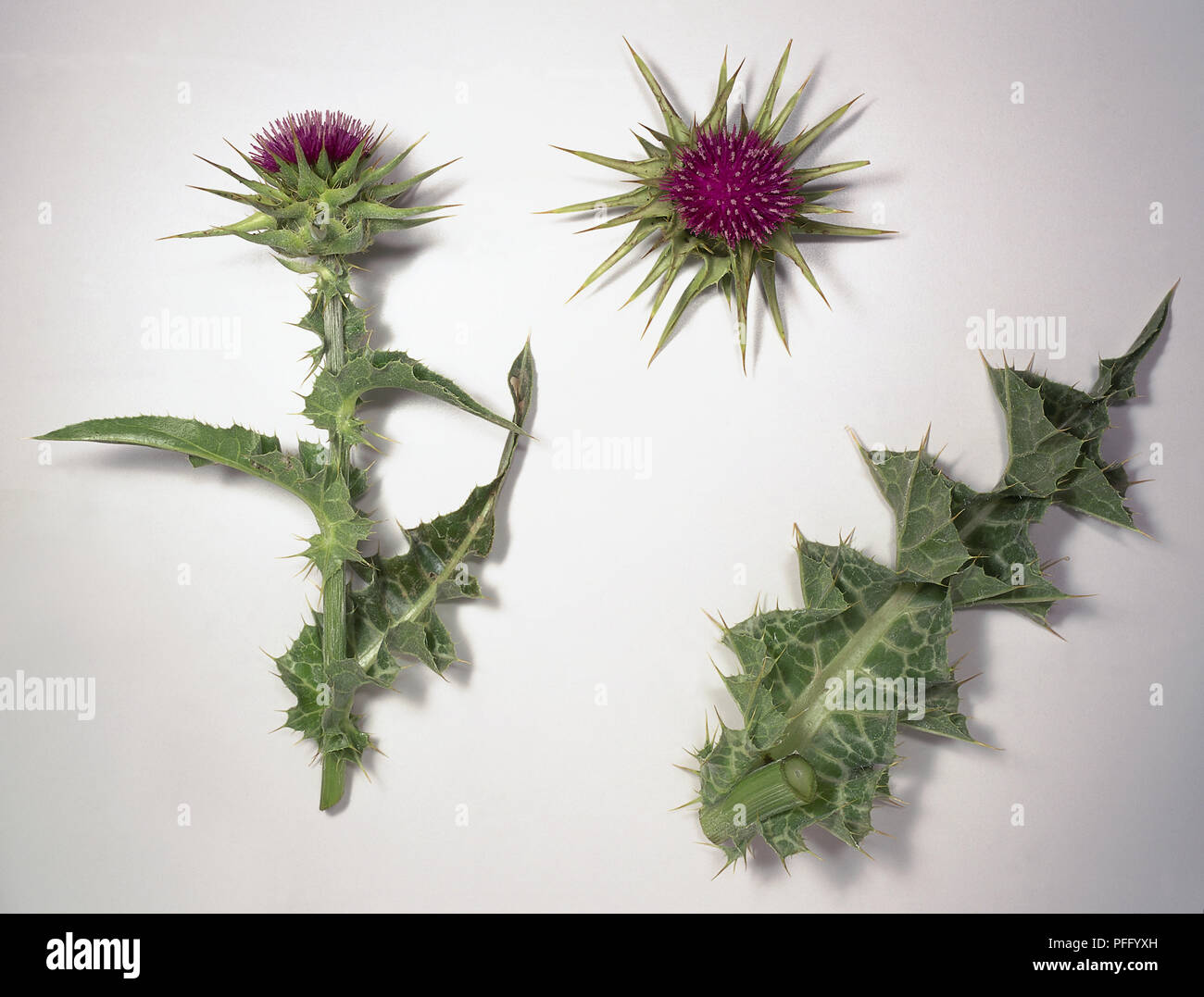 Milk Thistle flower. Purple tubular florets, veined leaves, spiky Stock ...