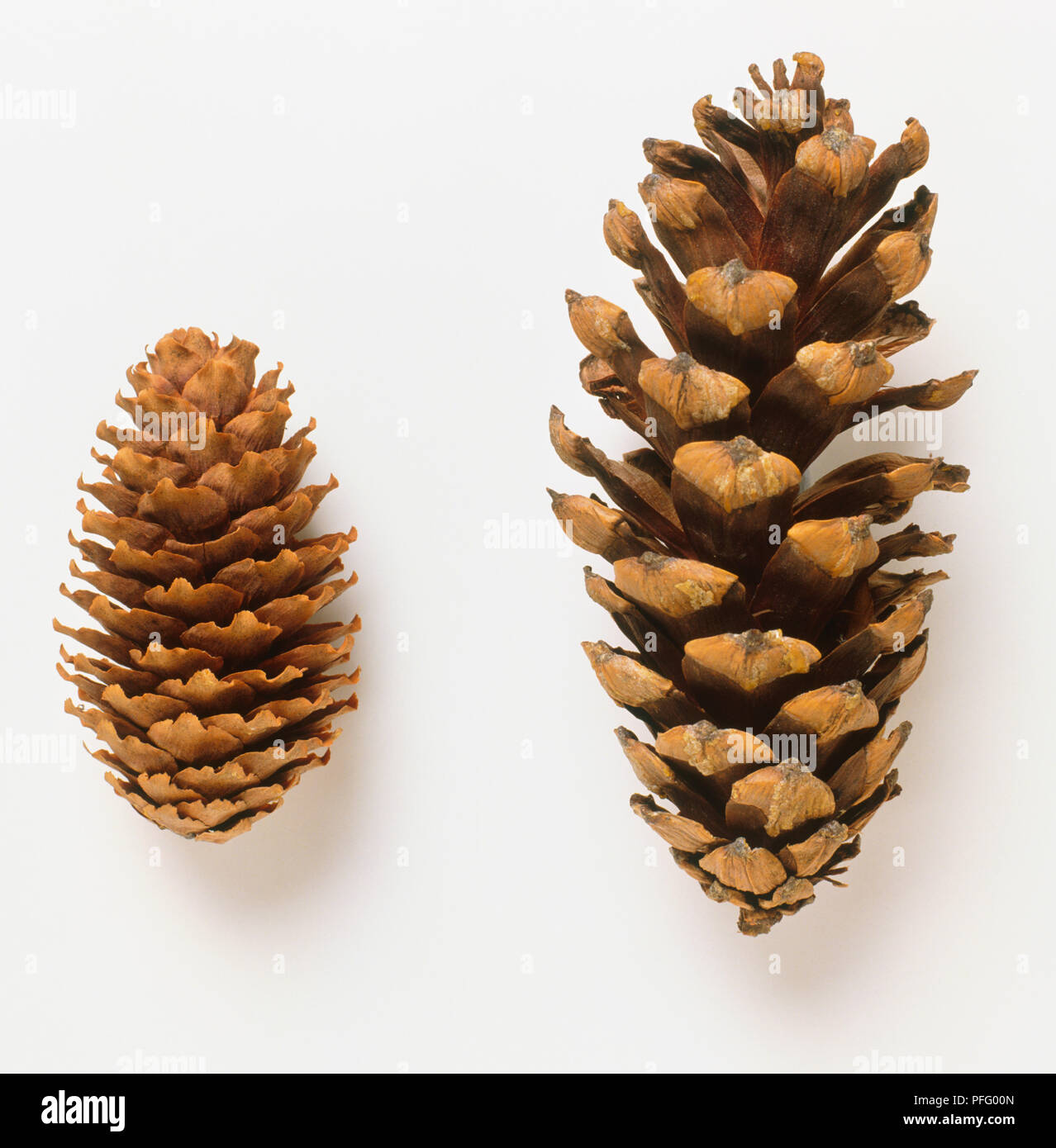 Two different sized brown cones Stock Photo - Alamy