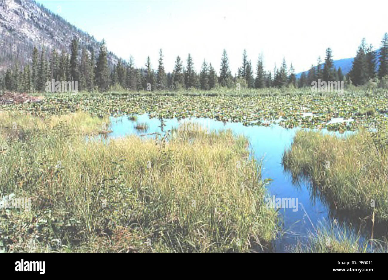 The wetlands in the Upper Yellowstone River watershed, including areas like Boulder and Shields ...