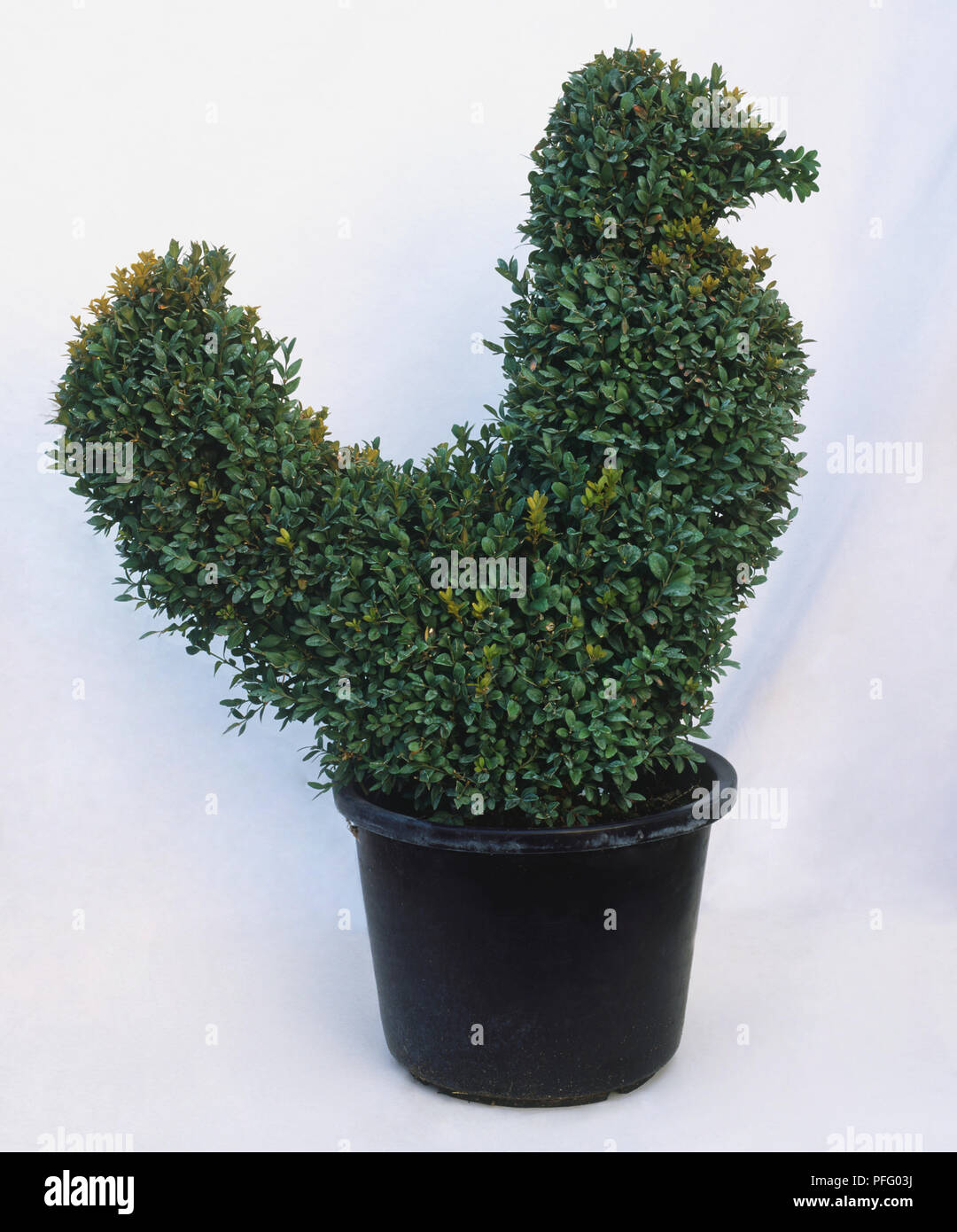 Topiary bird hi-res stock photography and images - Alamy