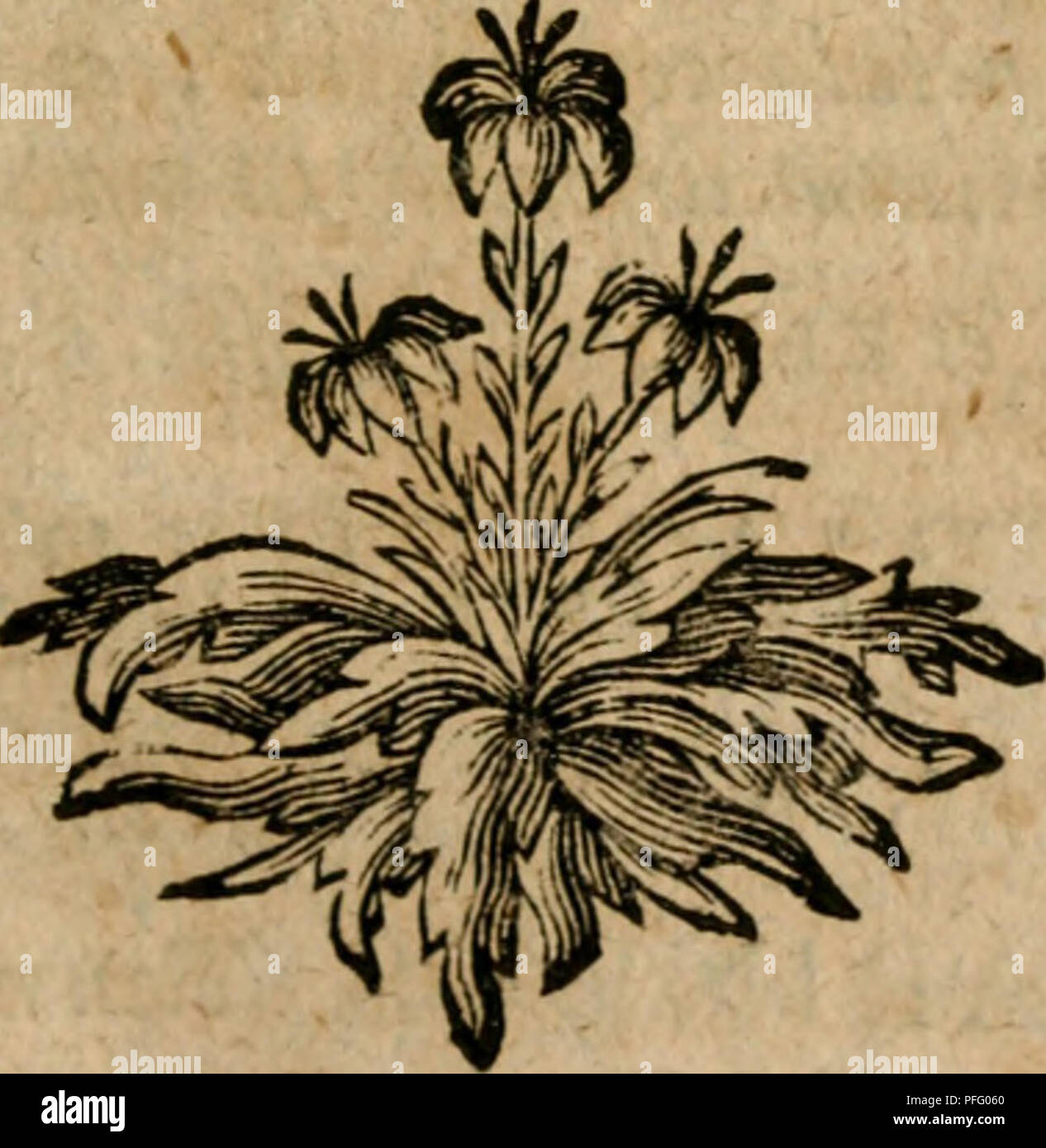 This botanical work by Christian Gottlieb Ludwig presents a ...